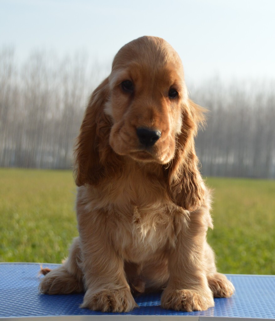 Adotta un cucciolo di Cocker Spaniel Inglese | Allevamento Cocker ...
